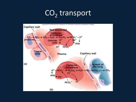 End Tidal Co2 And Transcutaneous Monitoring