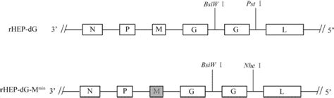 Recombinant Rabies Virus Carrying Deoptimized M Gene And Two G Genes Eureka Patsnap