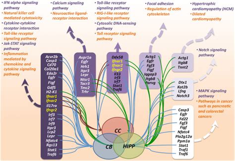 Summary Of Functional Clustering Analysis Of 317 Degs Using David Download Scientific Diagram