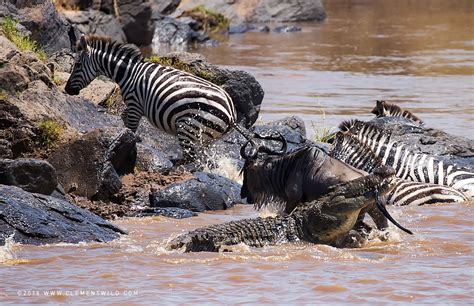 The Great Wildebeest Migration Wildlife Photography Clement Wild