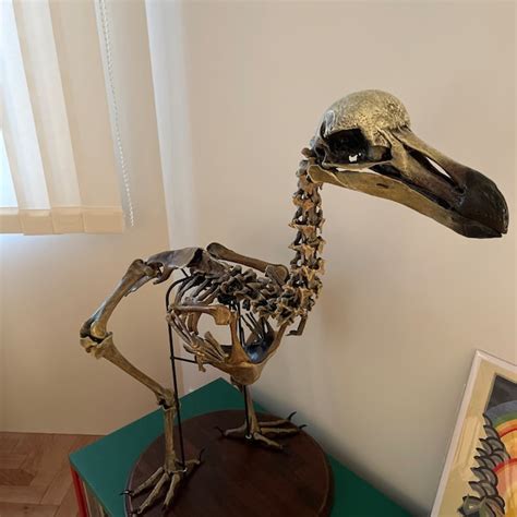 Dodo Bird Skeleton Replica Scientifically Accurate Sculpture Museum