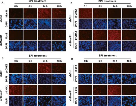 The Activation Of CHK1 Pathway In Mus81 Inhibited HepG2 Cells Under