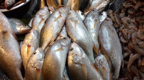 Various Fish Market Local Retail Bazar In West Bengal Youtube
