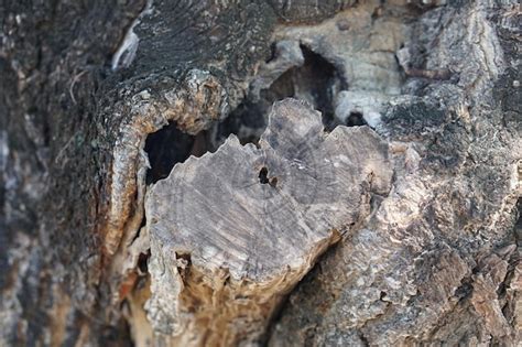 Premium Photo Cut Tree Trunk In The Woods