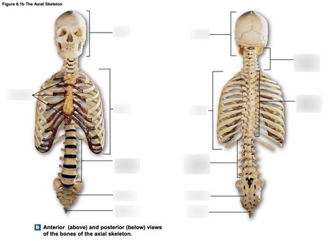 The Axial Skeleton Diagram Quizlet