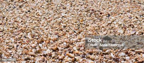 貝殻の背景イタリアイオニア海プーリア海のビーチで美しい貝殻 オウムガイのストックフォトや画像を多数ご用意 オウムガイ クローズアップ