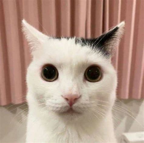 Goofy Cat Pfp Ideas Express Your Playful Side Pretty Cats Silly
