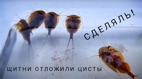 Щитни отложили цисты - YouTube