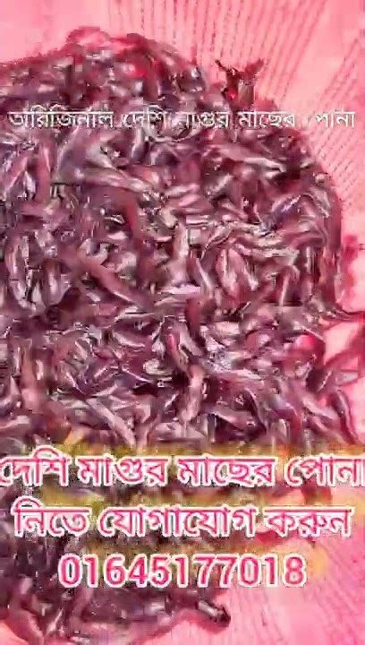 Shirtsদেশি মাগুর মাছের পোনা01645177018 Youtube