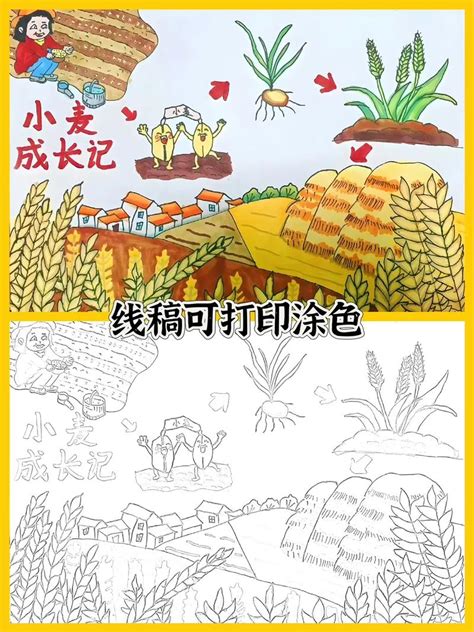 小麦到米饭的生长过程简笔画怎么画（推荐20张） 简笔画图片大全
