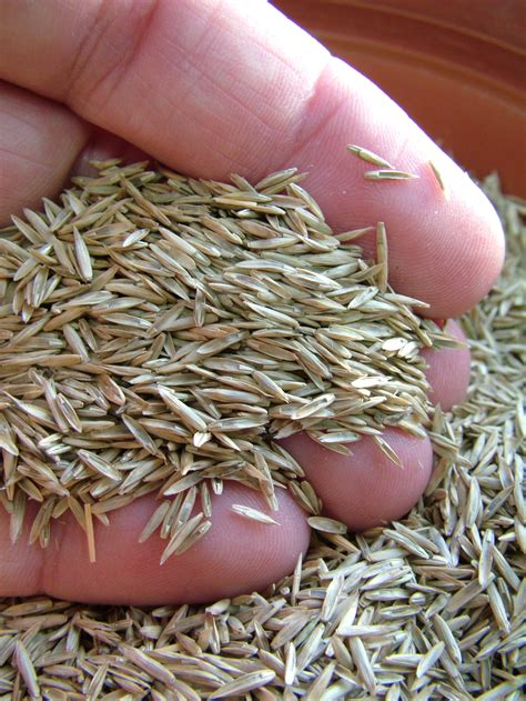 Perennial Ryegrass V Annual Meadow Grass Turfcareblog