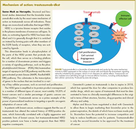 Trastuzumab Structure