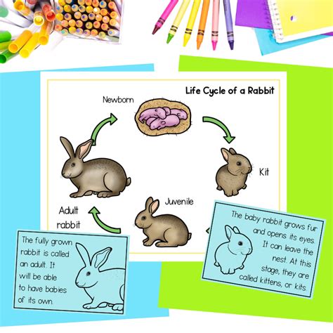 Life Cycle Of A Rabbit Foldable Sequencing Activity And Worksheets Ks1