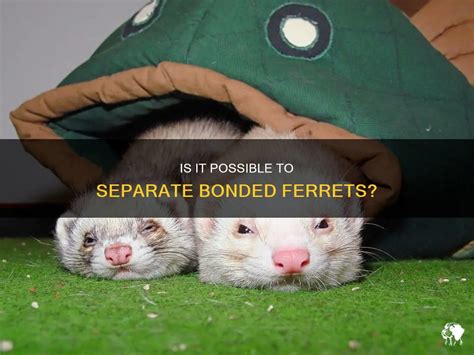Is It Possible To Separate Bonded Ferrets Petshun