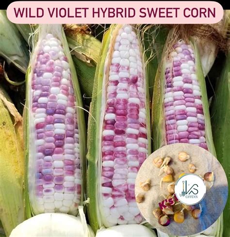 Corn Seeds Waxy Corn White Extra Stick Wild Violet Hybrid Ruby Red