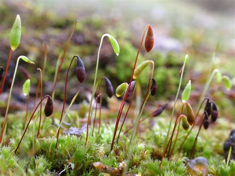 Exploring The Fascinating World Of Bryum Intermedium Moss