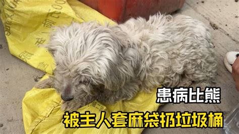 患病比熊被主人套着麻袋扔进垃圾桶，差点活活闷死，幸好遇到好心人 Youtube