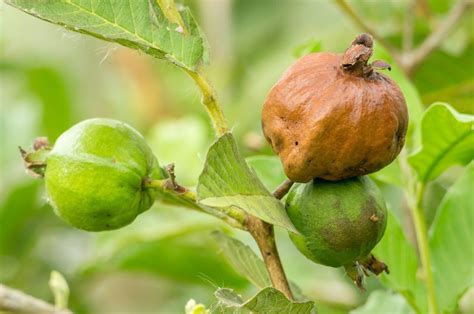 How To Treat Guava Diseases Learn Common Signs Of Guava Sickness