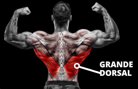 Anatomia Dorsal