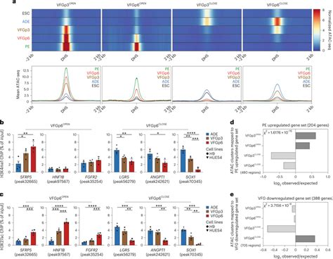 Vfg Proliferation Dependent Enhancers Are Associated Active Histone