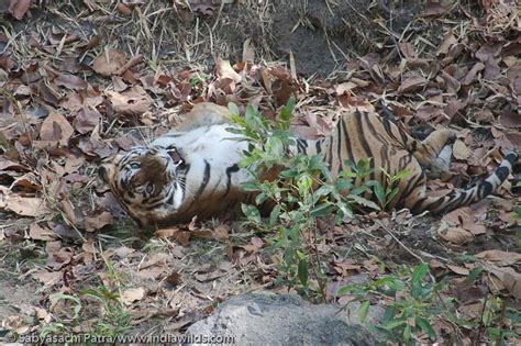 Mating Behaviour Of Tigers