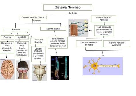 Mapa Mental Sistema Nervioso Sistema Nervioso Sistema Nervioso