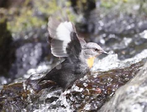 Cinclus Schulzii Merlo Acquaiolo Golarossa