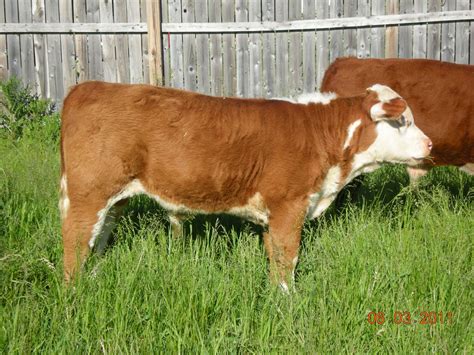 Middleground Miniature Herefords Polled Miniature Hereford Bull Calf