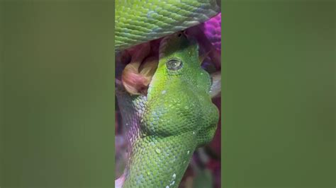 Inside Python Jaws Youtube