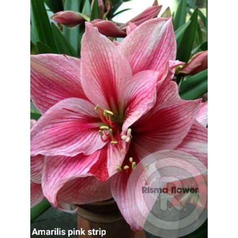 Jual Tanaman Hias Bakung Amarilis Bunga Pink Strip Pohon Hias Bunga