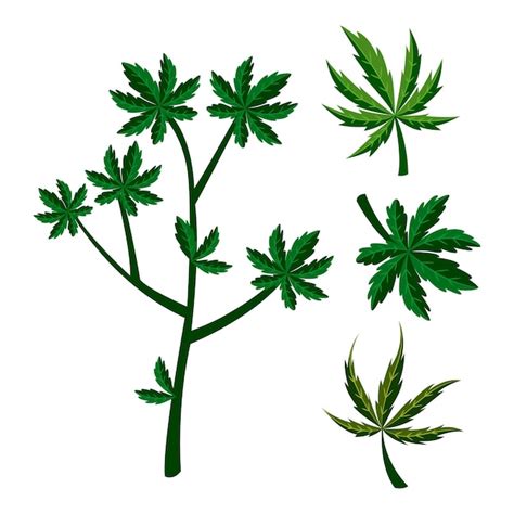 Folhas De Cannabis Botânicas Vetor Premium