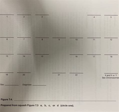 Solved X And X Or Y Sex Chromosomes Sex Diagnosis Chegg Com