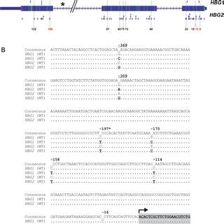 A Schematic drawing of the γ globin chain structural variants Download Scientific Diagram