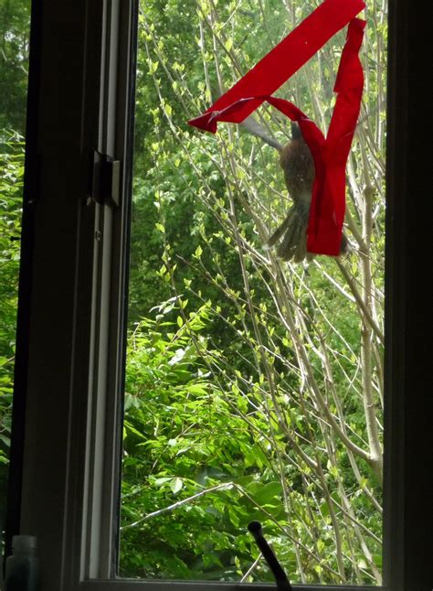Angry Bird Attacking My Window Color Outside Boston Area House