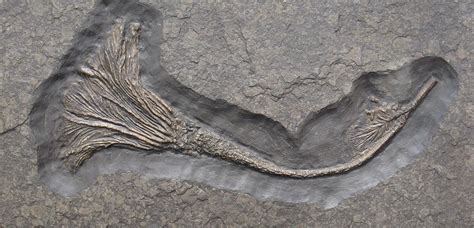 6 Free Crinoids And Coral Images Pixabay