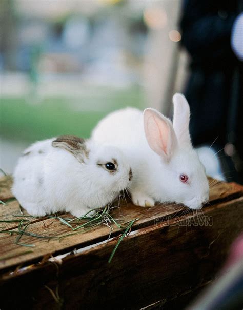 Thỏ đẻ Trứng Hay đẻ Con Loài Thỏ đẻ Trứng Duy Nhất Trên Tg Thiết Bị Vệ Sinh Công Nghiệp Palada