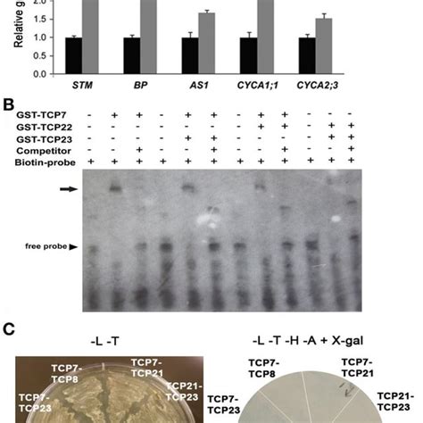 Class I Tcp Factors Regulate Knox1 Genes And Are Capable Of
