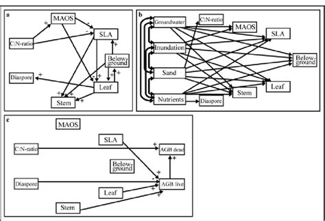 A Hypothesised Model Of Relationships Between Traits Allometric Download Scientific Diagram