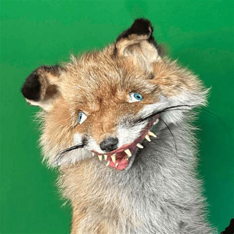 Estelle Bio Birthday Age Video Cameo