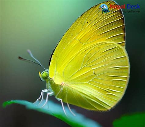Common Grass Yellow Nepal Desk