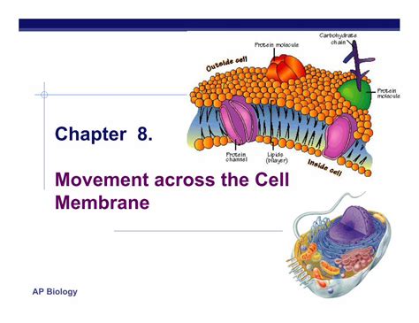 Pdf Chapter 8 Movement Across The Cell Membrane Dokumentips