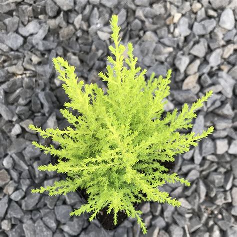 Cupressus Macrocarpa Wilma Goldcrest Monterey Cypress 4 5 Pot