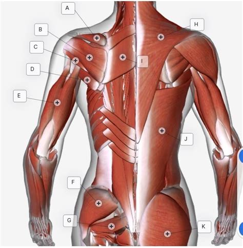 Lab Practical 18 Diagram Quizlet