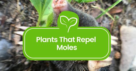 Plants That Repel Moles Natural Ways To Keep Your Yard Tunnel Free