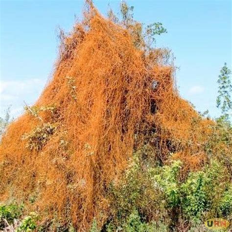 Deadly Golden Dodder Parasitic Weed Invades Pader Uganda Radionetwork
