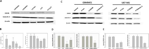 Galectin 3 Mediates Tumor Progression In Astrocytoma By Regulating