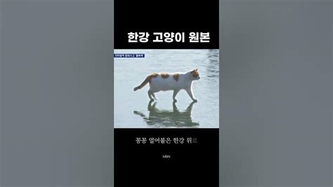 한강 고양이 꽁꽁 얼어붙은 한강 위로 고양이가 걸어다닙니다 원본 Youtube