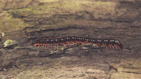 Parasite Worm Species Free Photo On Pixabay Pixabay