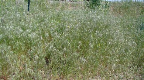 June 6 Field Tour On Cheatgrass Management Research Cropwatch Nebraska