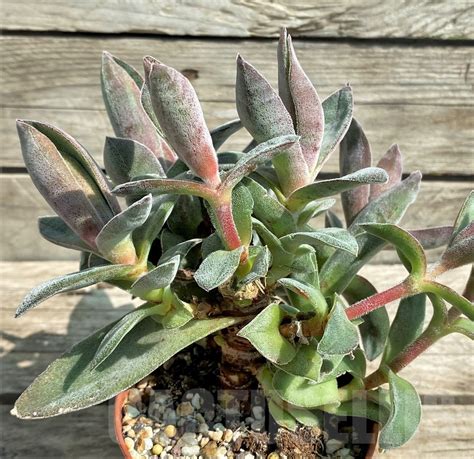 Shpr29559 Crassula ‘garnet Lotus Кактус онлайн